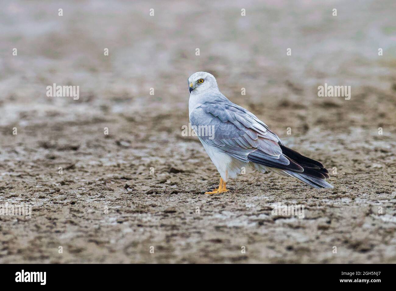 Pallid harrier hi-res stock photography and images - Alamy