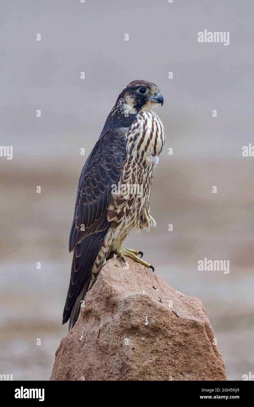 Falcon photography hi-res stock photography and images - Alamy
