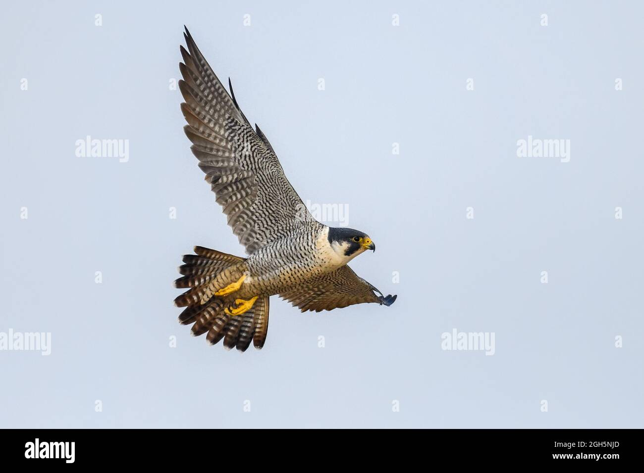 Peregrine falcon wild Stock Photo - Alamy