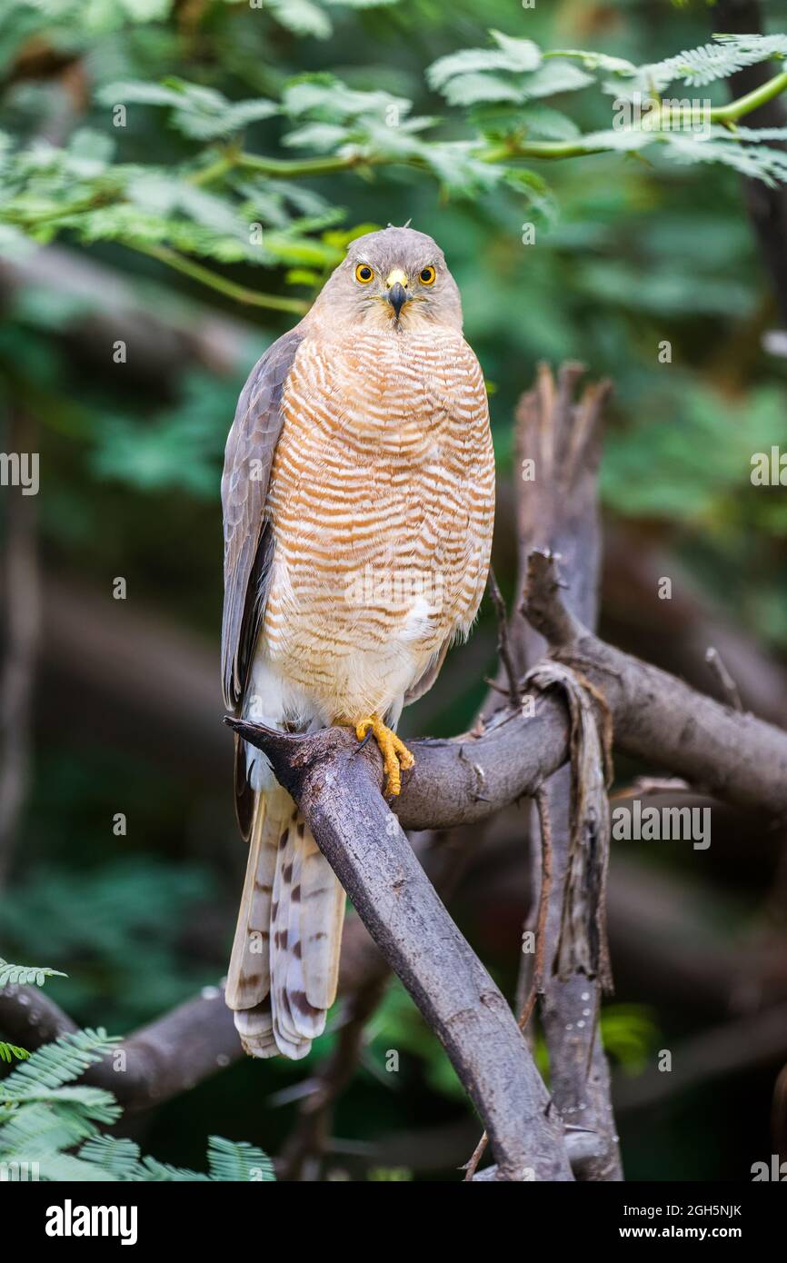 Shikra raptor hi-res stock photography and images - Alamy