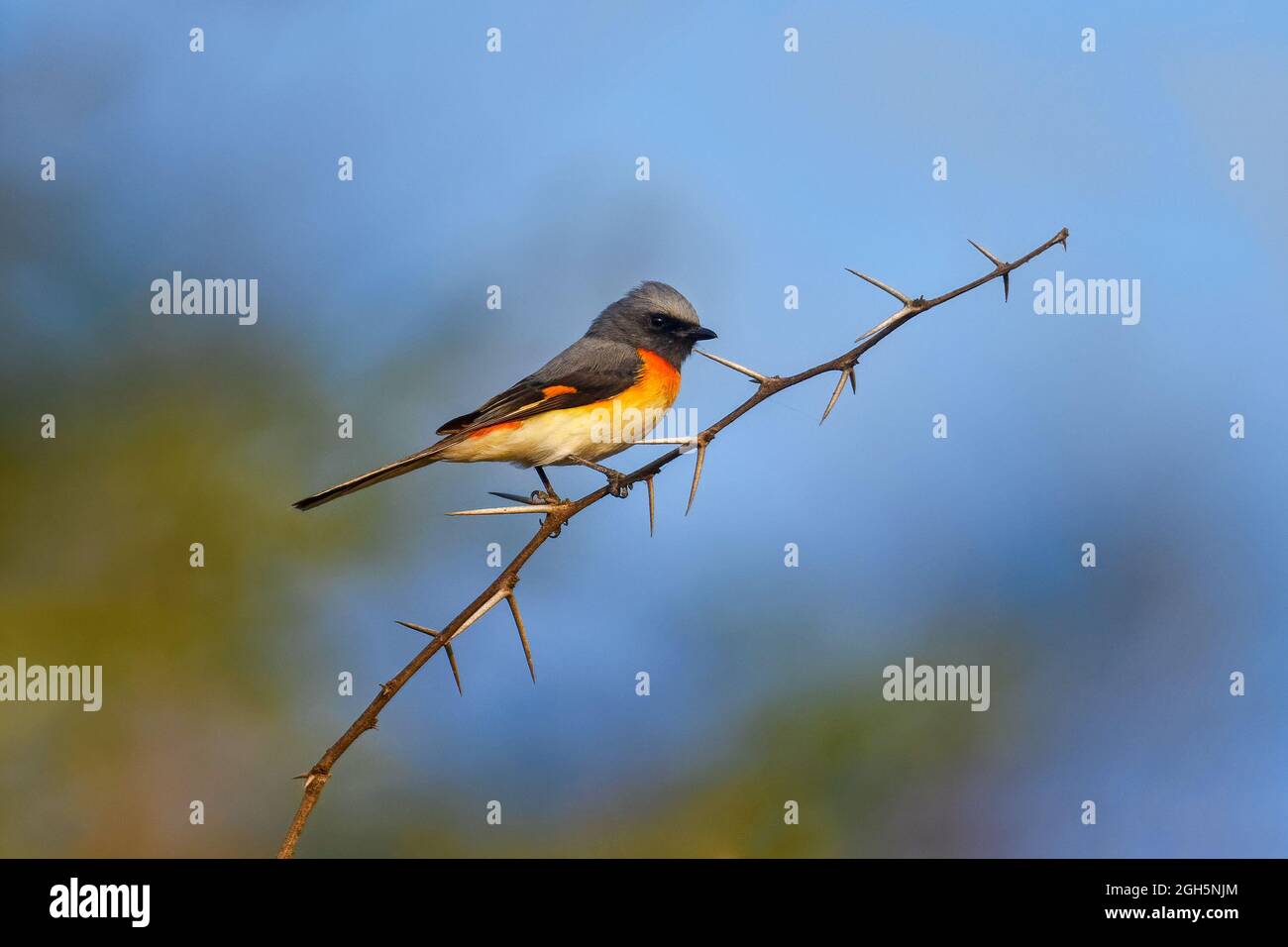Minivet bird hi-res stock photography and images - Alamy