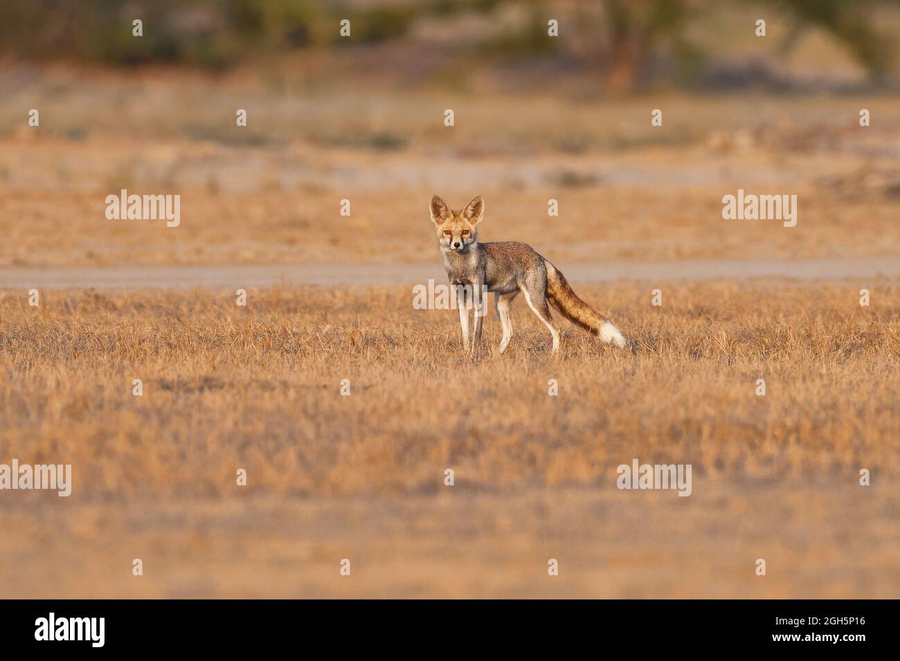 India fox hi-res stock photography and images - Alamy