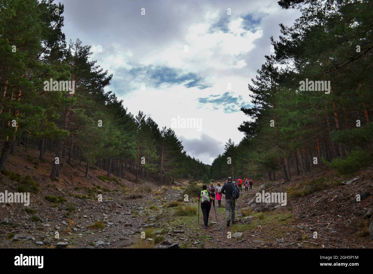 group of hikers walking on a path between two rows of pine trees in ...