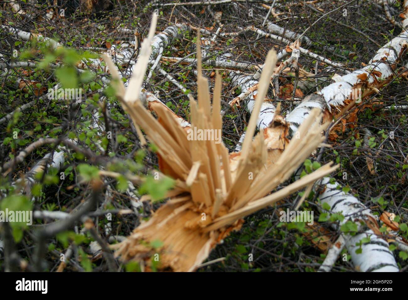 A split fallen tree. The consequences of a hurricane or deforestation ...