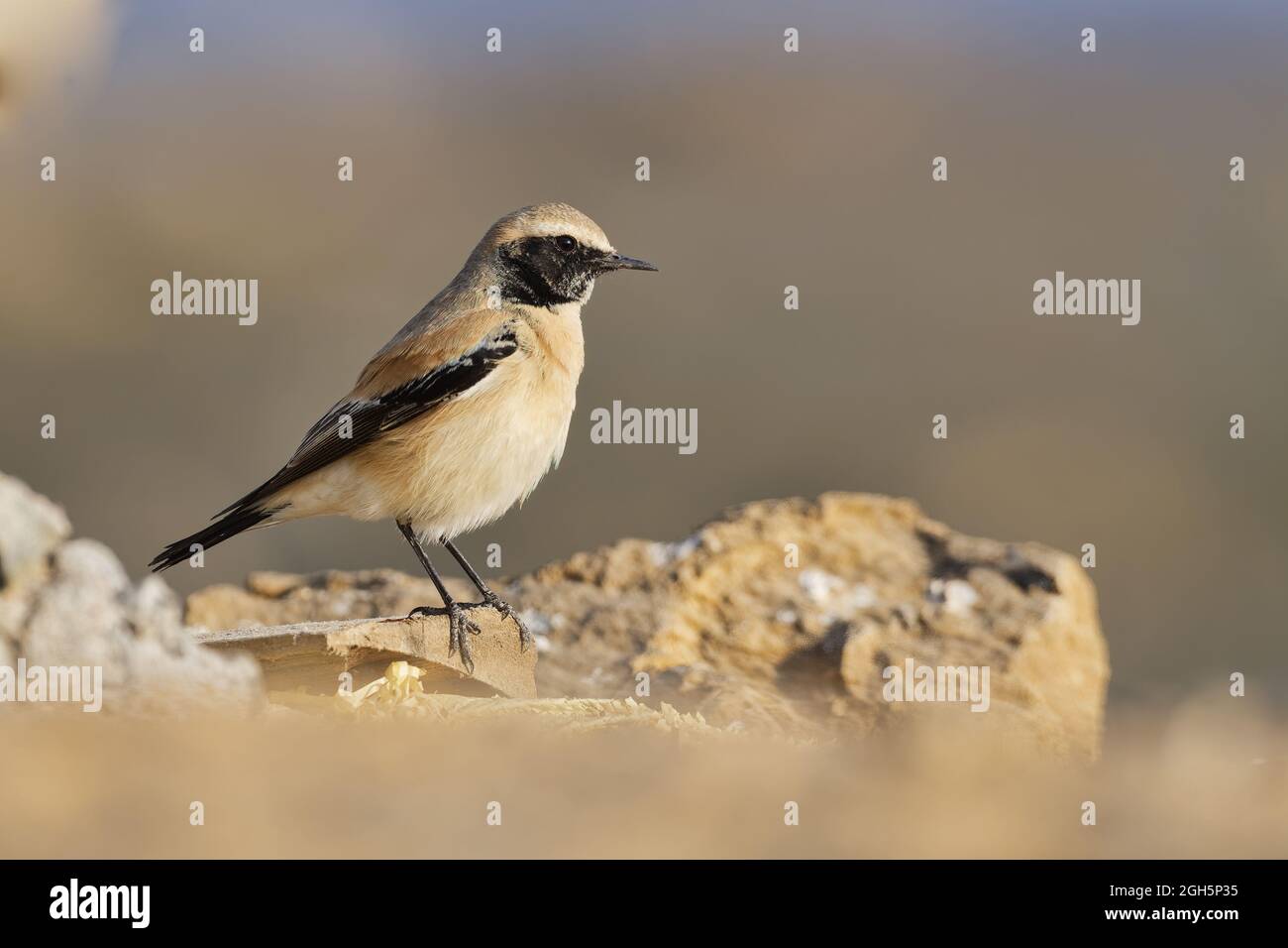 Desert wheatear india hi-res stock photography and images - Alamy