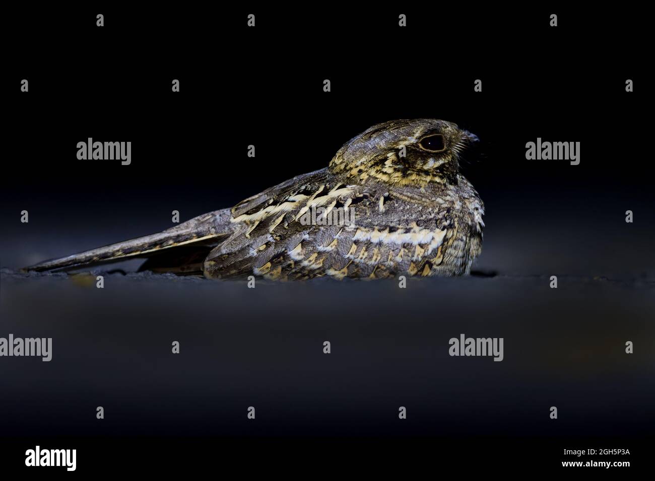 Indian nightjar bird hi-res stock photography and images - Alamy