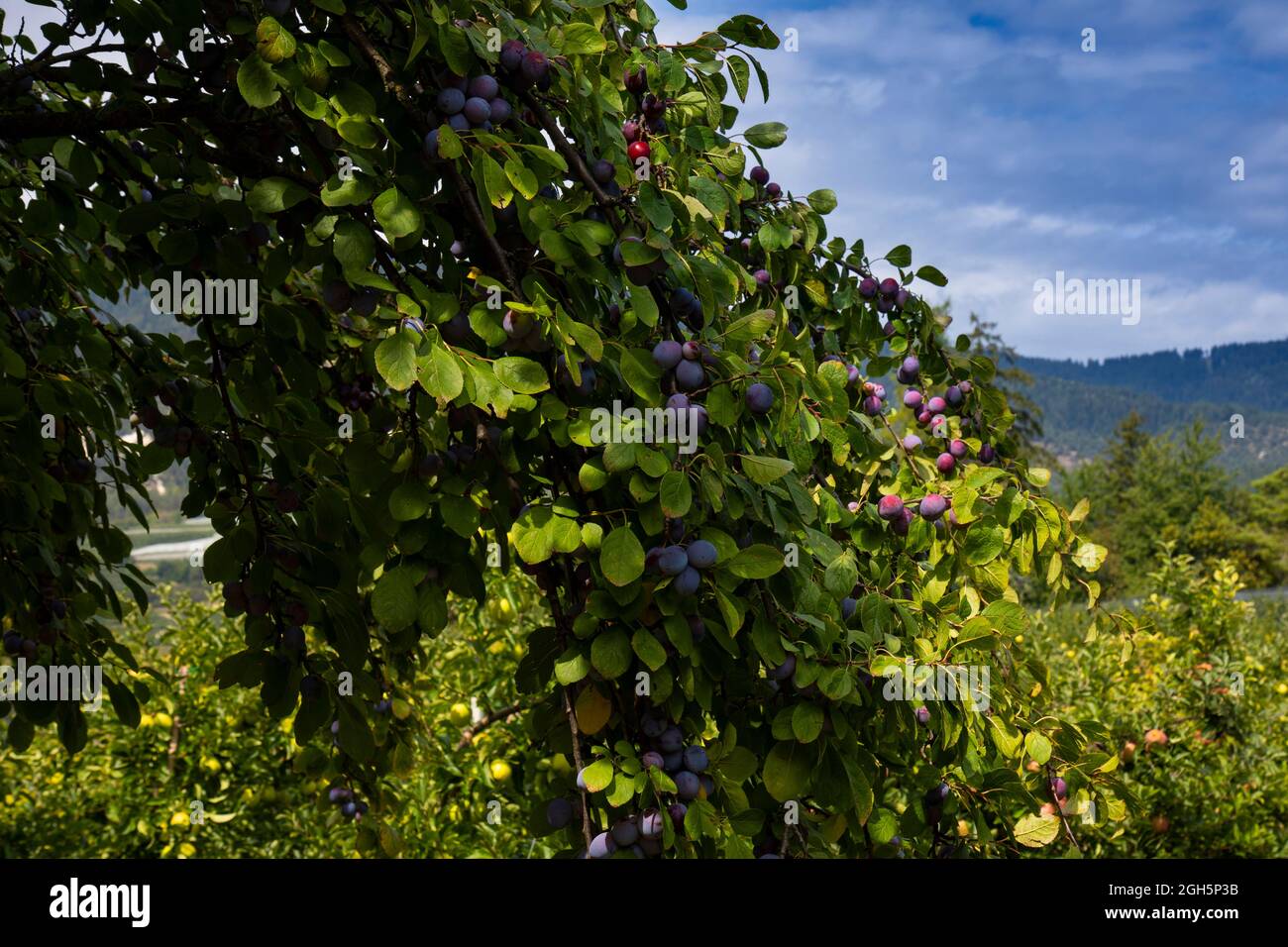 Fruits of the mountains hi-res stock photography and images - Alamy