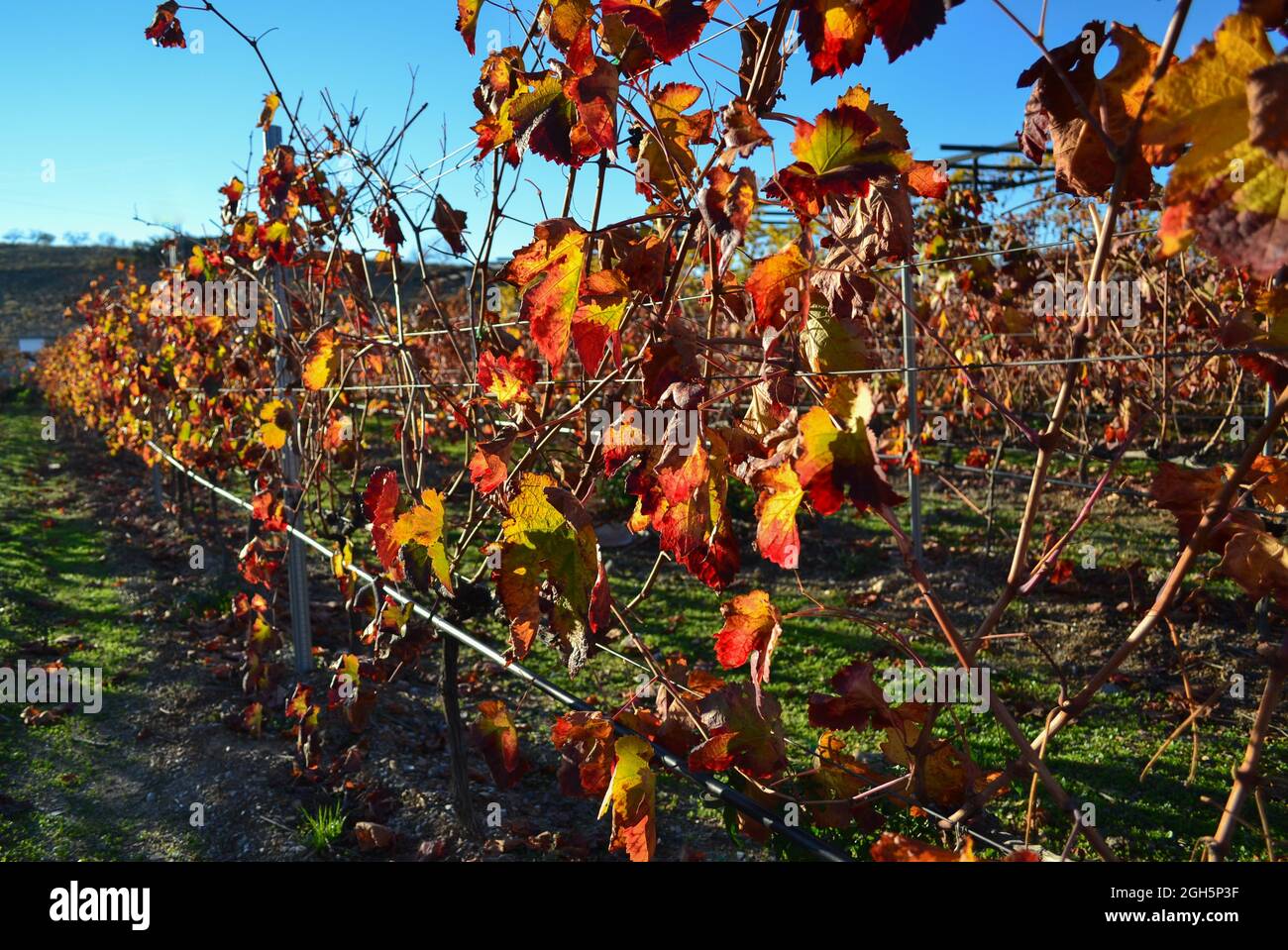 Red leaf vine hi-res stock photography and images - Alamy