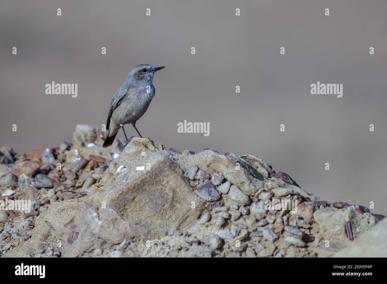 Red tailed Wheatear Stock Photo - Alamy