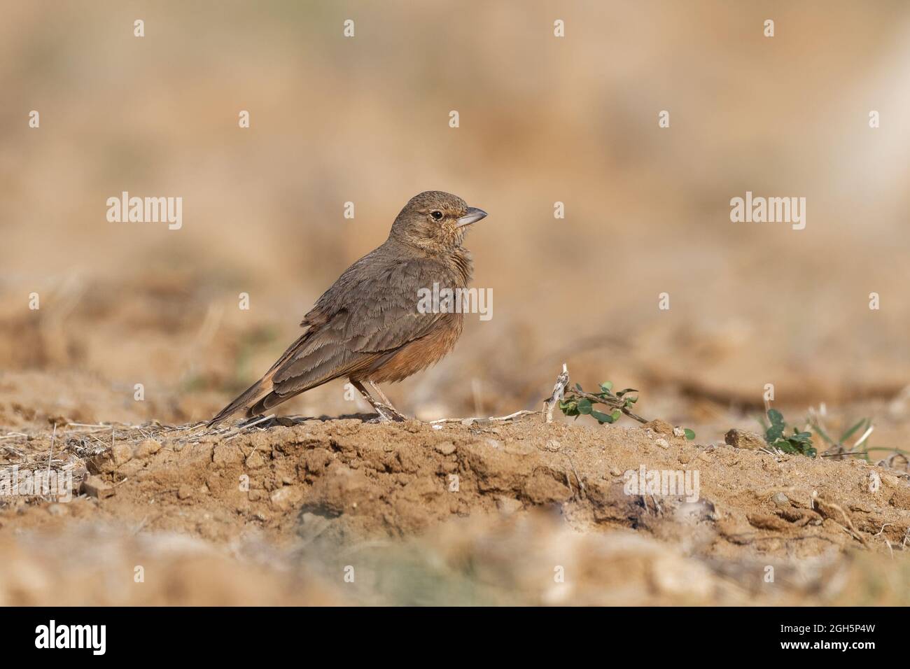 Black tailed lark hi-res stock photography and images - Alamy