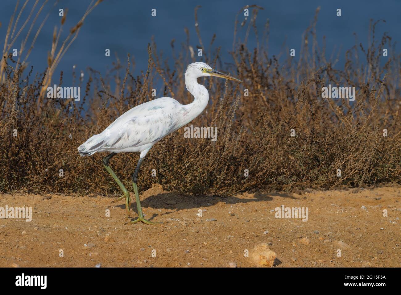 Western Reef Egret Stock Photo - Alamy