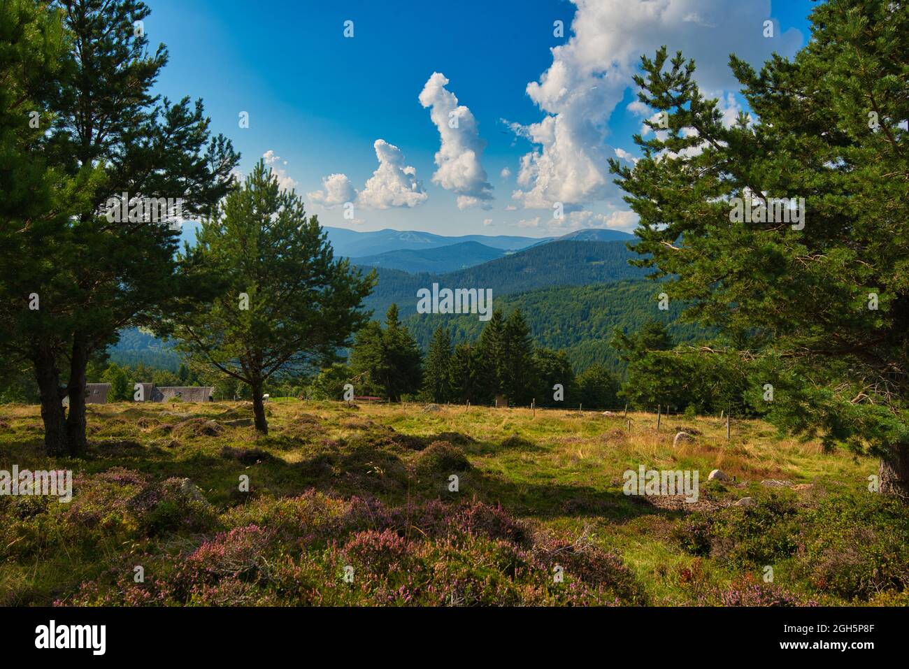 beautiful landscape in the heights of the vosges mountains in france ...