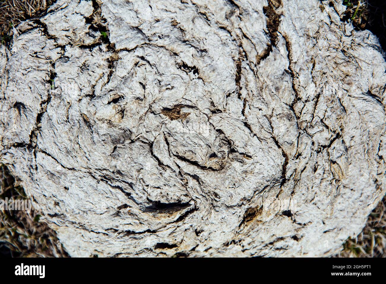 Closeup of the animal dung on the ground Stock Photo - Alamy