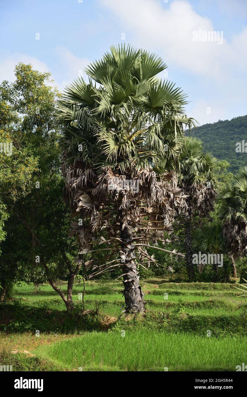 Palm trees of Susunia village. Chatna, Bankura, West Bengal, India ...
