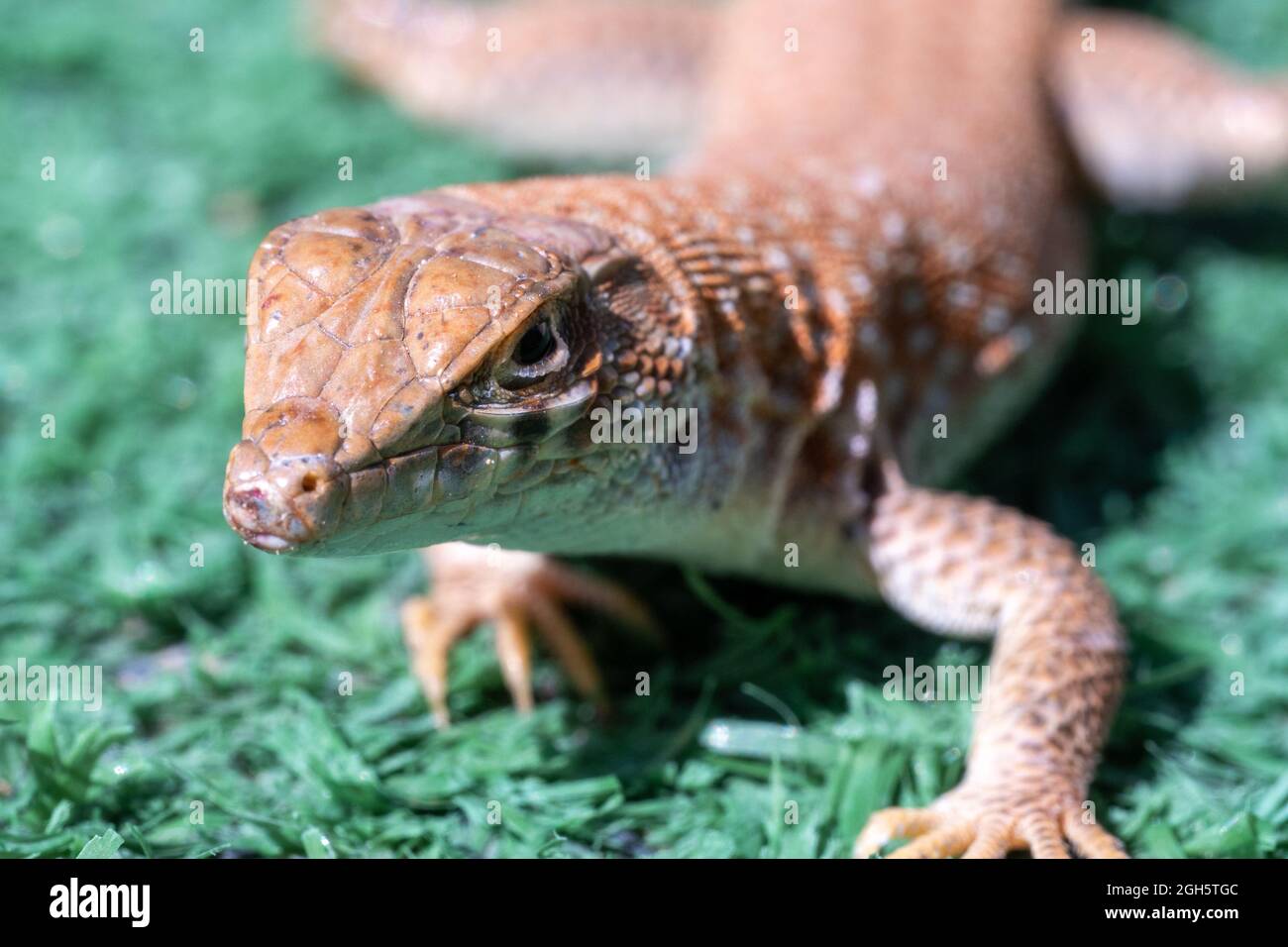 Saudi fringe-fingered lizard (Acanthodactylus gongrorhynchatus) in the ...