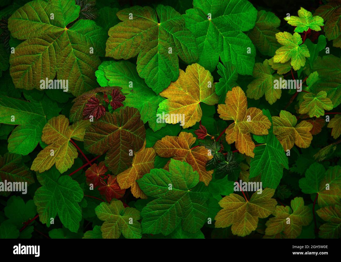 Close up of a rainforest canopy hi-res stock photography and images - Alamy