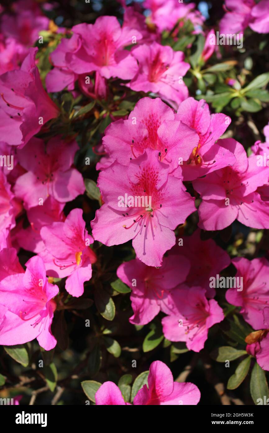 Beautiful bright pink azaleas growing in the sunny summer garden Stock ...