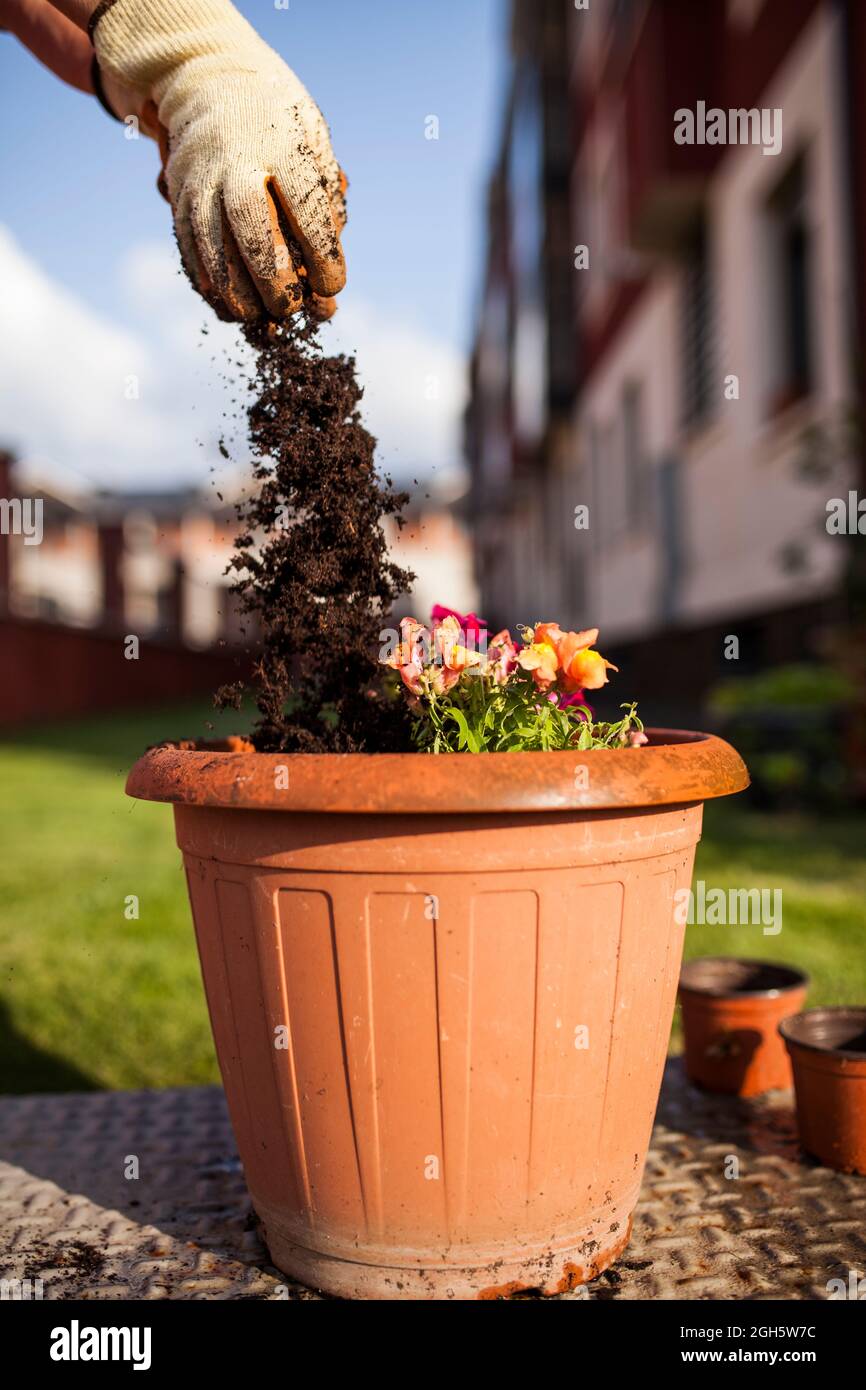 Anonymous mature Woman gardener throwing new soil to the plant she has ...