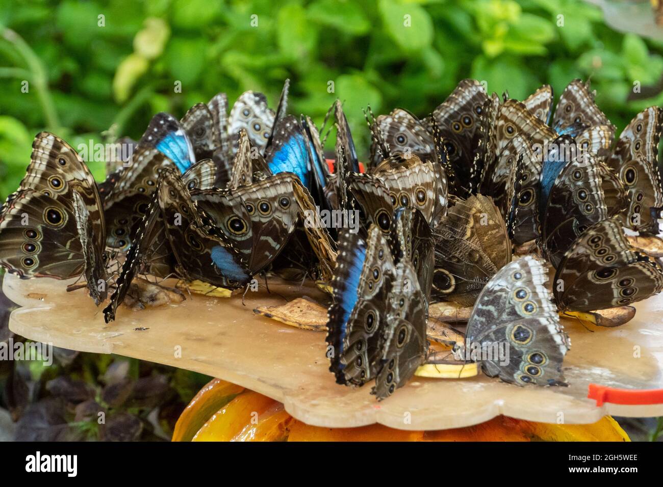 Group of Blue butterflies Morpho peleides, the Peleides blue morpho ...