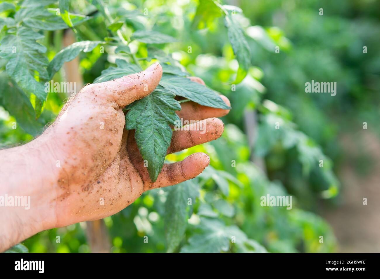 Crop faceless farmer with dirty hands in soil touching green tomato ...