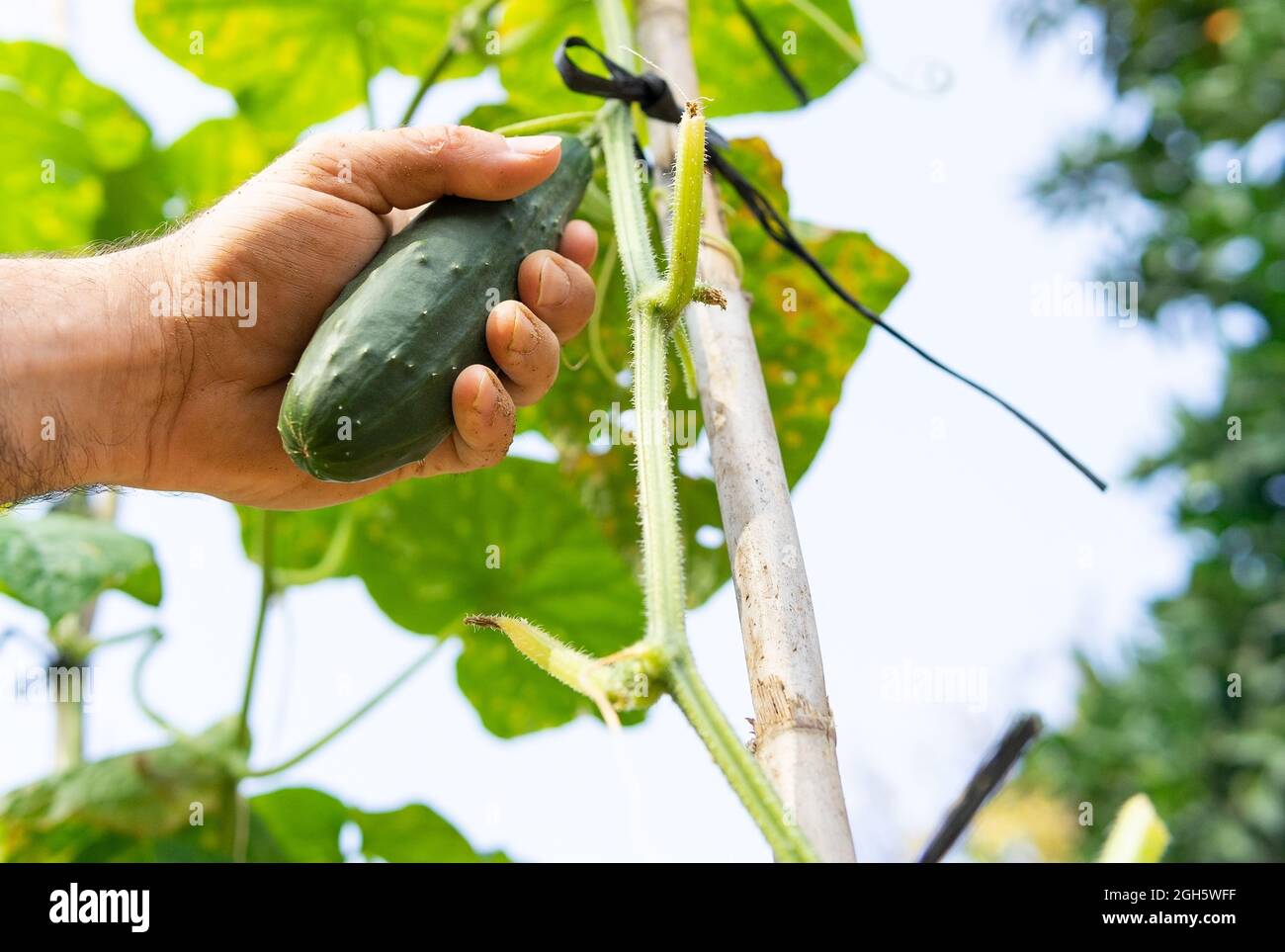 Hand picking fresh cucumber hi-res stock photography and images - Alamy