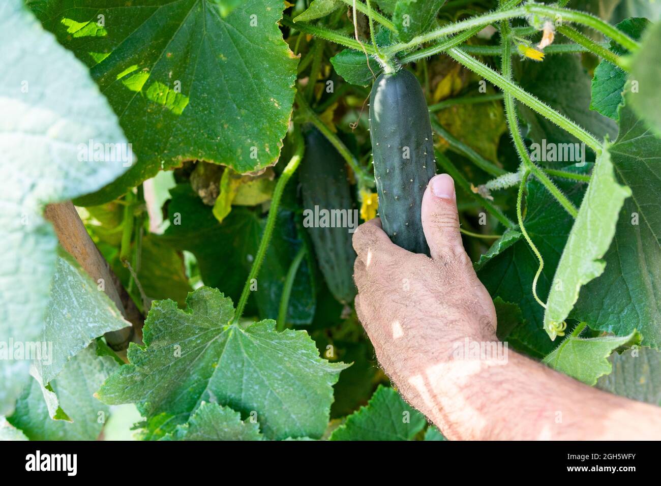 Crop faceless farmer picking green cucumber on field in summer in ...