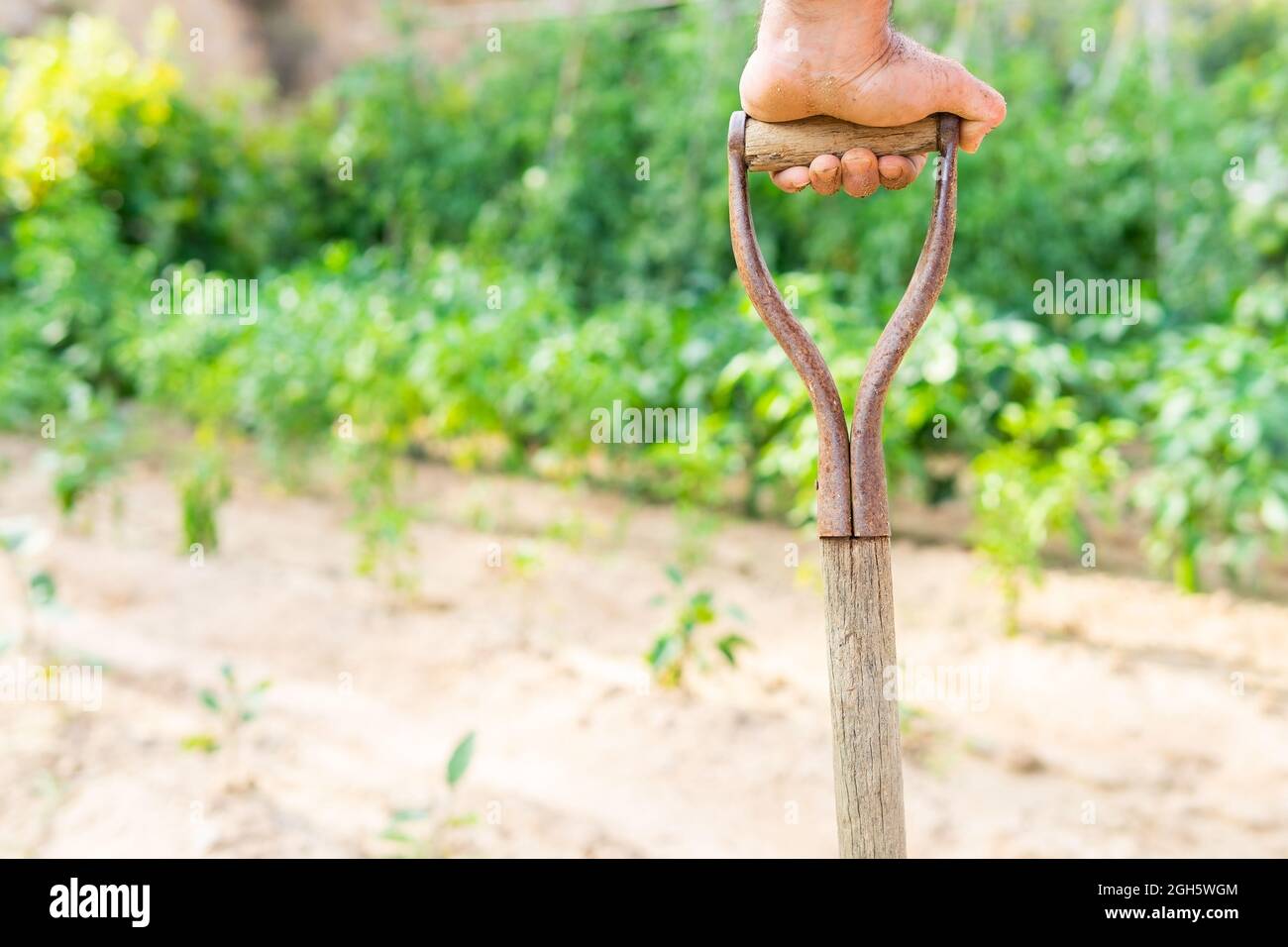 Back view of crop anonymous male farmer with shovel standing in field ...