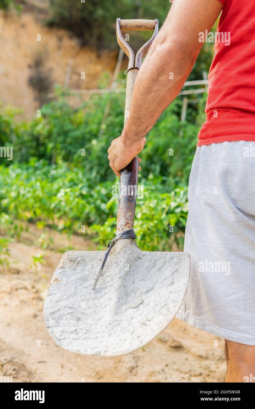 Back view of crop anonymous male farmer with shovel standing in field ...