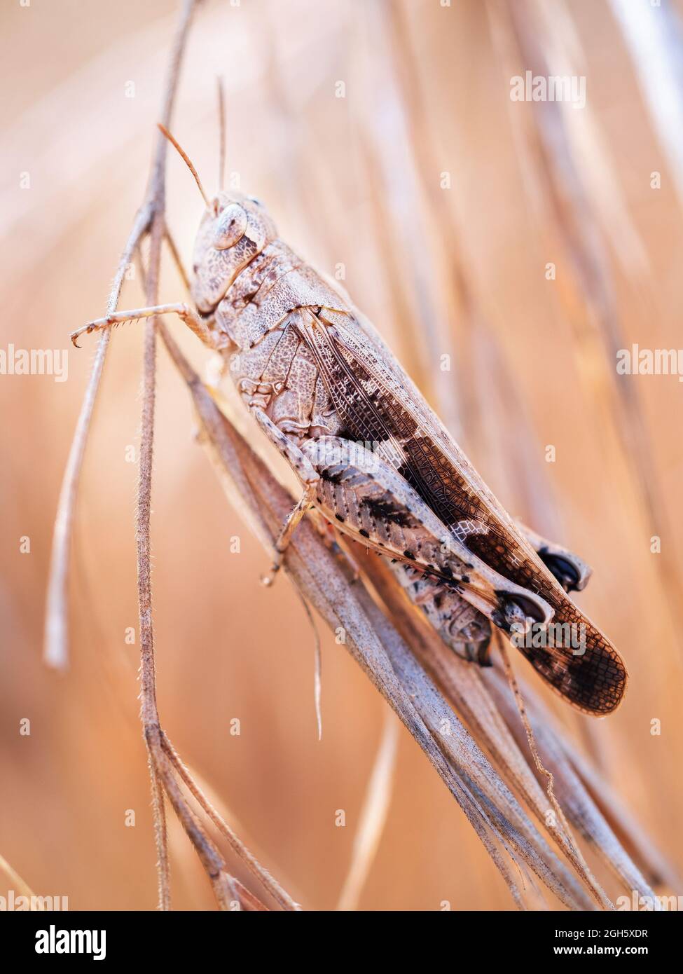 A vertical closeup of a locust sitting on the dry grass with blurred ...