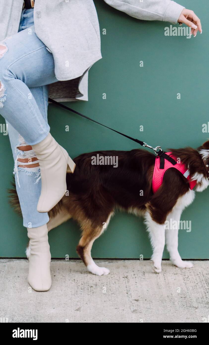 Dancing dog together hi-res stock photography and images - Alamy