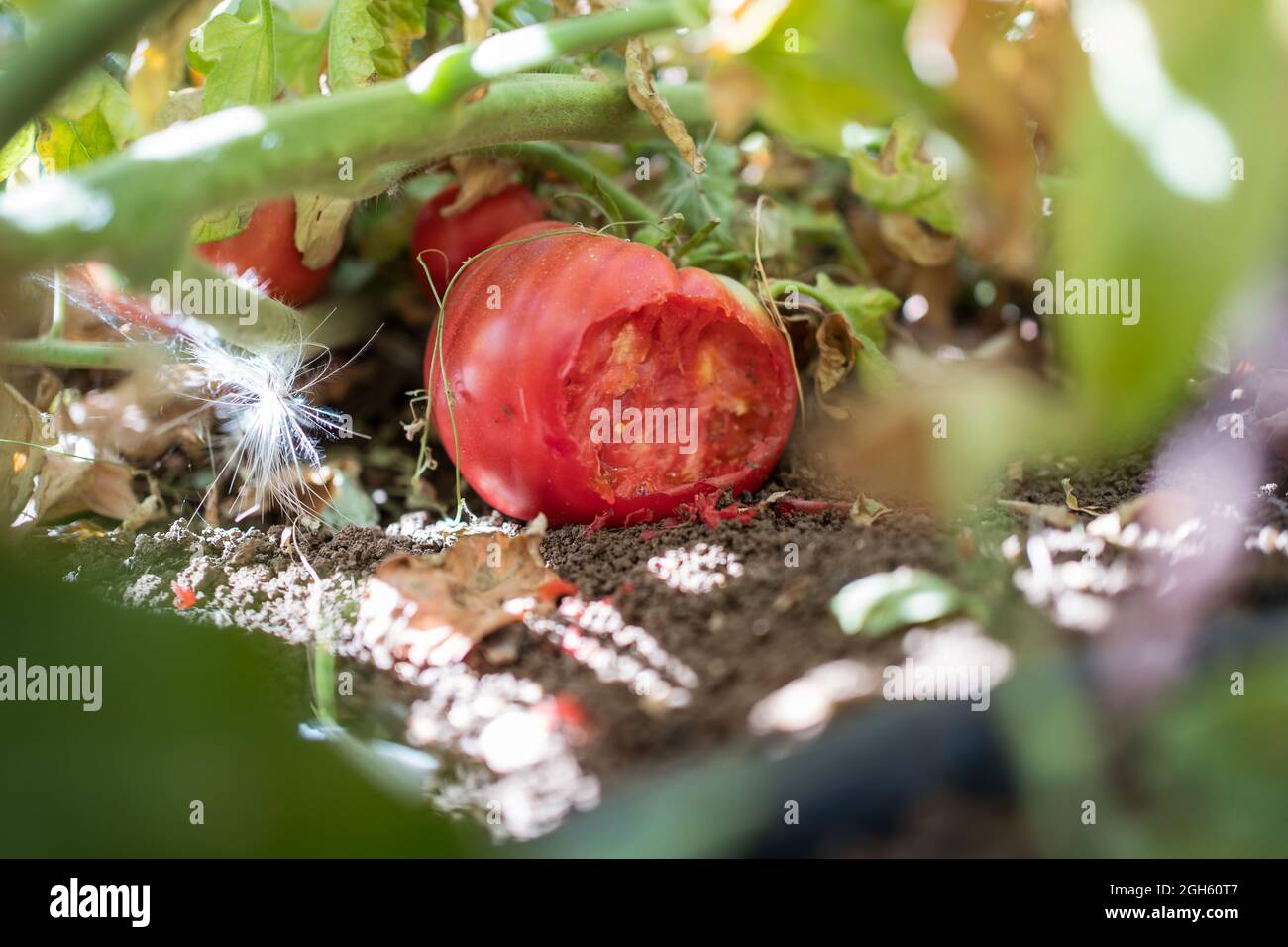 Ground level of ripe bitten tomato growing in lush summer garden in ...