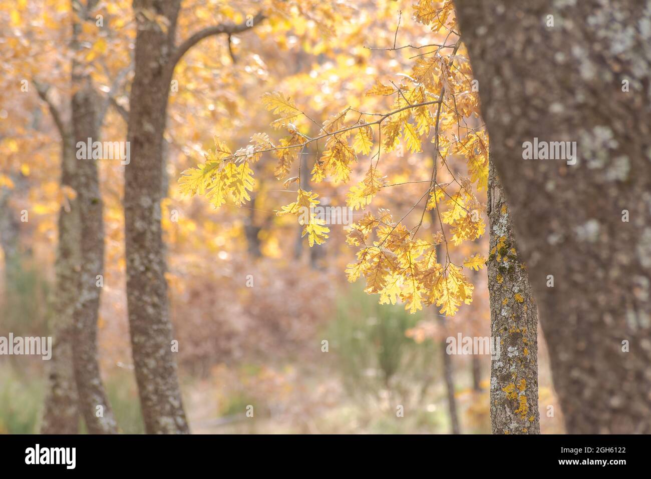 Tree trunks and bright yellow foliage growing in woods in fall Stock ...