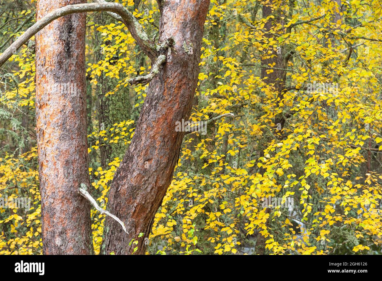 Tree trunks and bright yellow foliage growing in woods in fall Stock ...