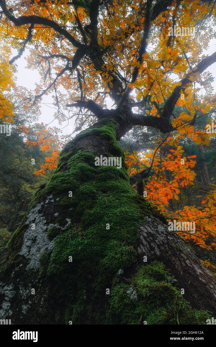 Low angle of huge mossy roots of tall tree with orange leaves growing ...