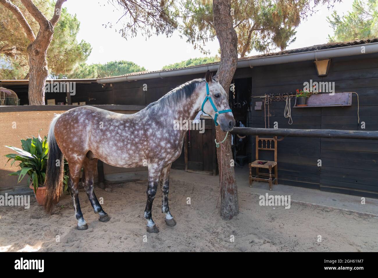 Side view of dapple grey horse in bridle standing near wooden fence on ...