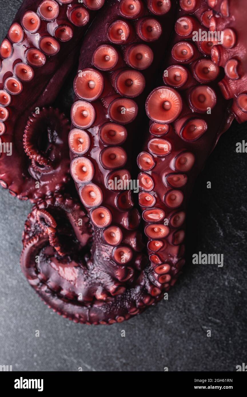 High angle closeup of fresh octopus tentacles with red suckers placed ...