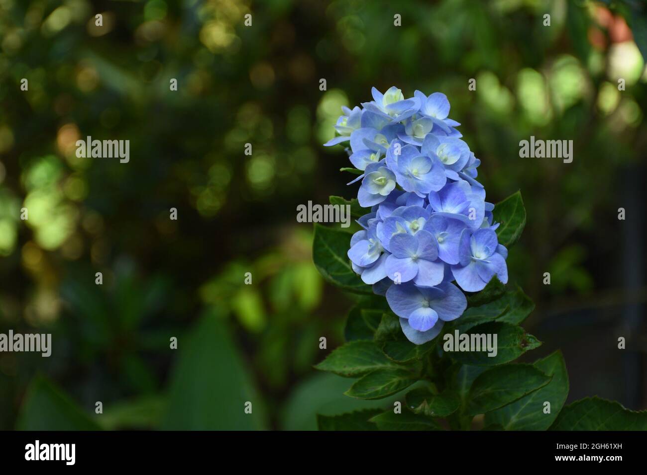 Light blue hydrangea flower bunch hi-res stock photography and images ...