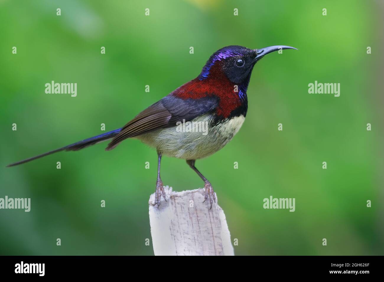 Sunbird flight hi-res stock photography and images - Alamy