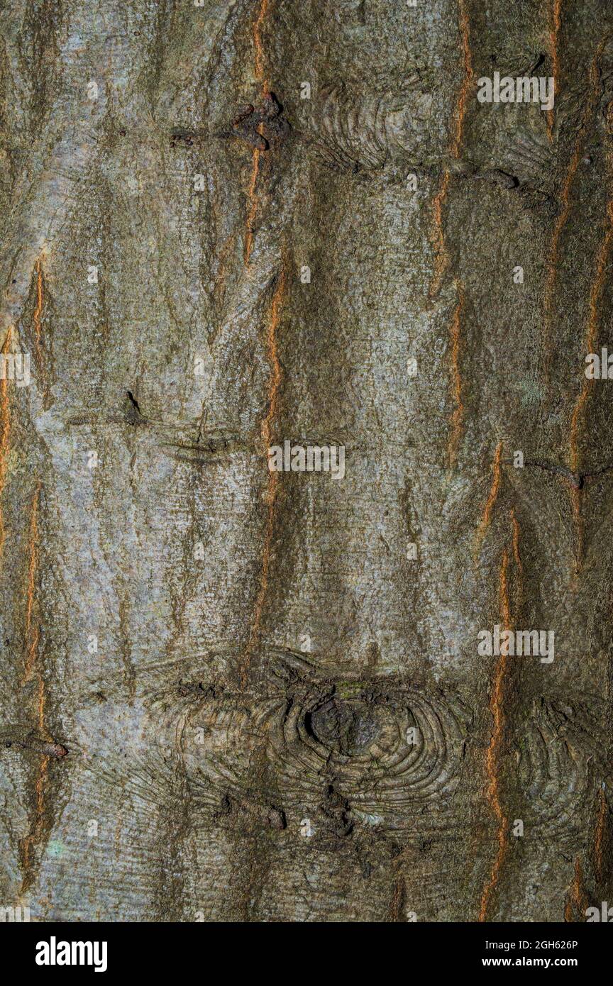 tree bark texture Stock Photo - Alamy