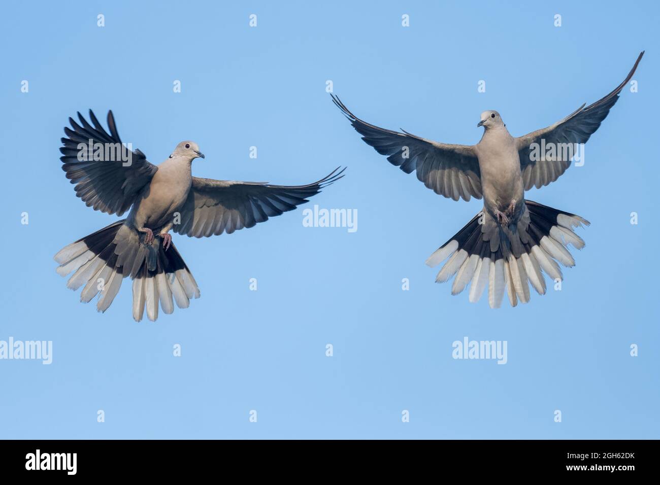 Eurasian collared dove Stock Photo - Alamy