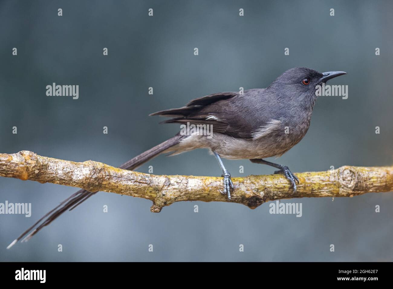 Long tailed sibia Stock Photo - Alamy