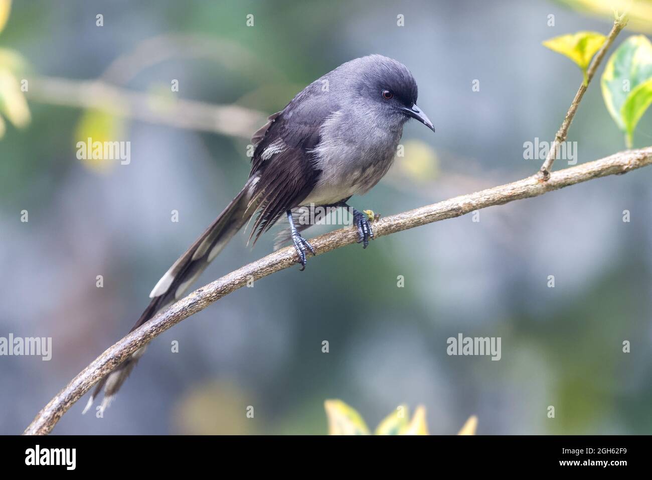 Long tailed sibia Stock Photo - Alamy