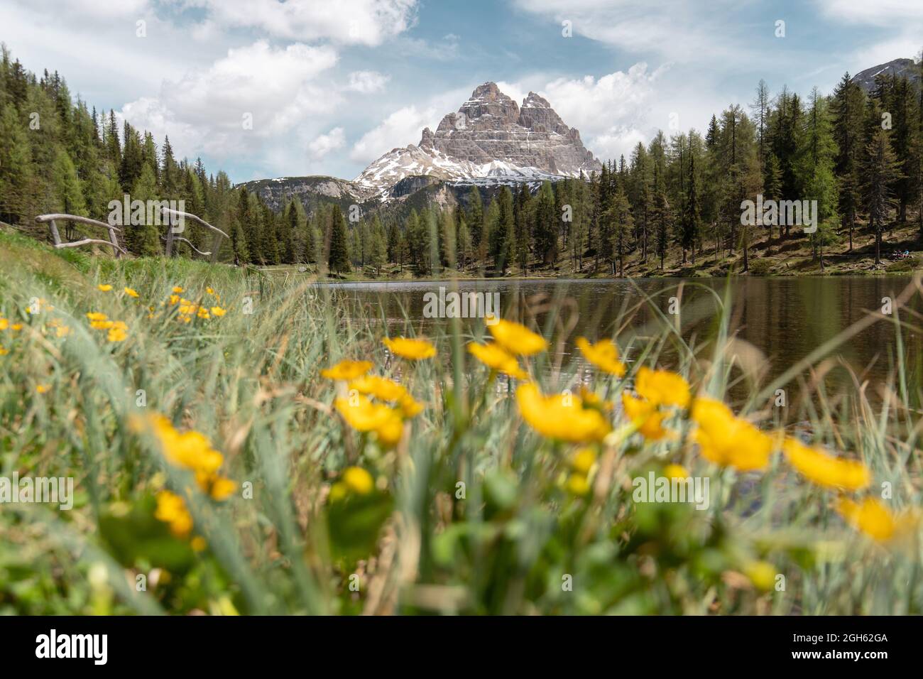 Ground level of blooming yellow flowers growing on shore of lake in ...