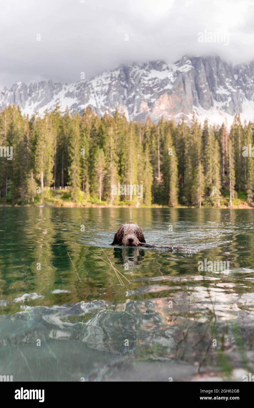 Adorable wet dog swimming in water of calm lake located in Dolomites ...