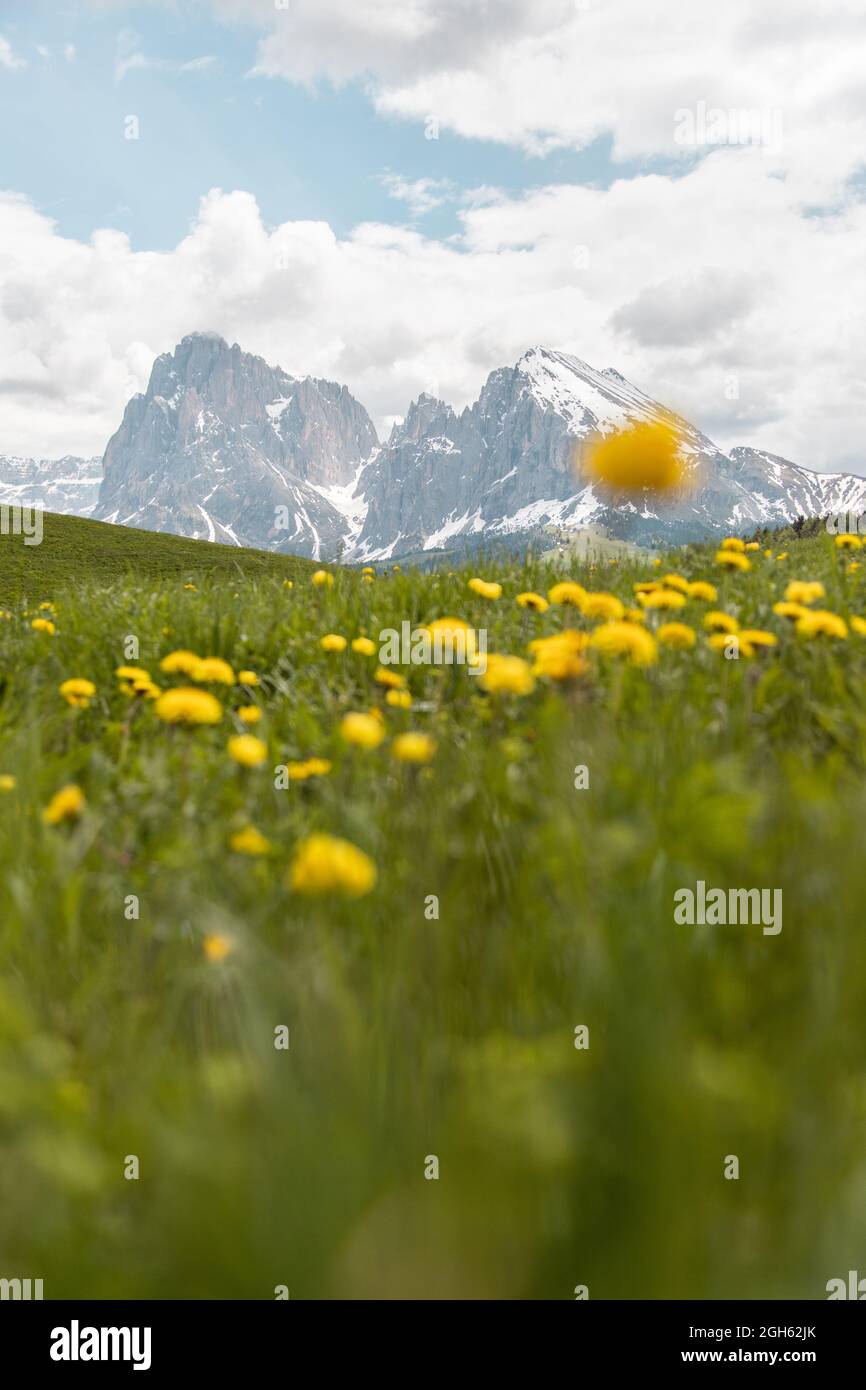 Ground level of scenic view of yellow blooming flowers growing in ...