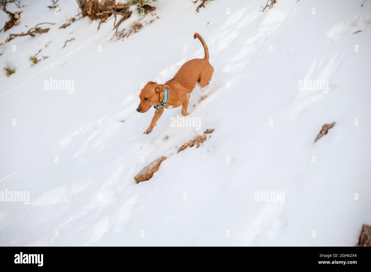 Side view of active dog running down snowy hill during stroll in winter ...