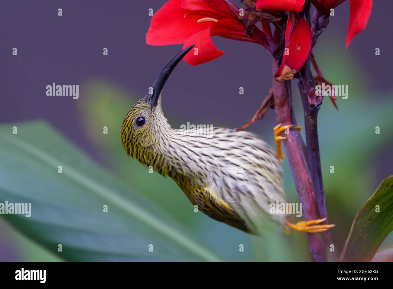 Spiderhunter bird hi-res stock photography and images - Alamy