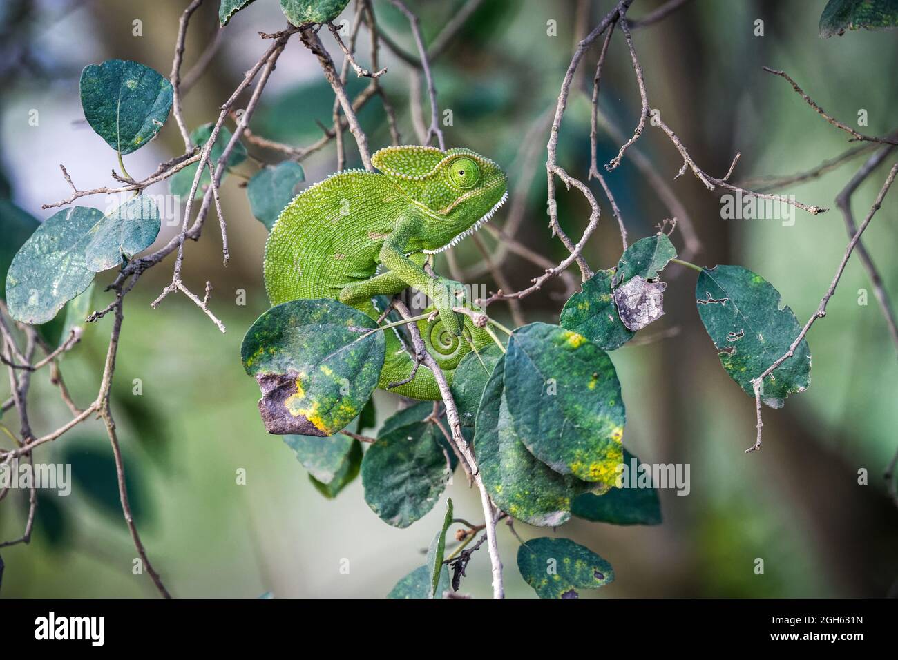 Indian birding photography hi-res stock photography and images - Alamy