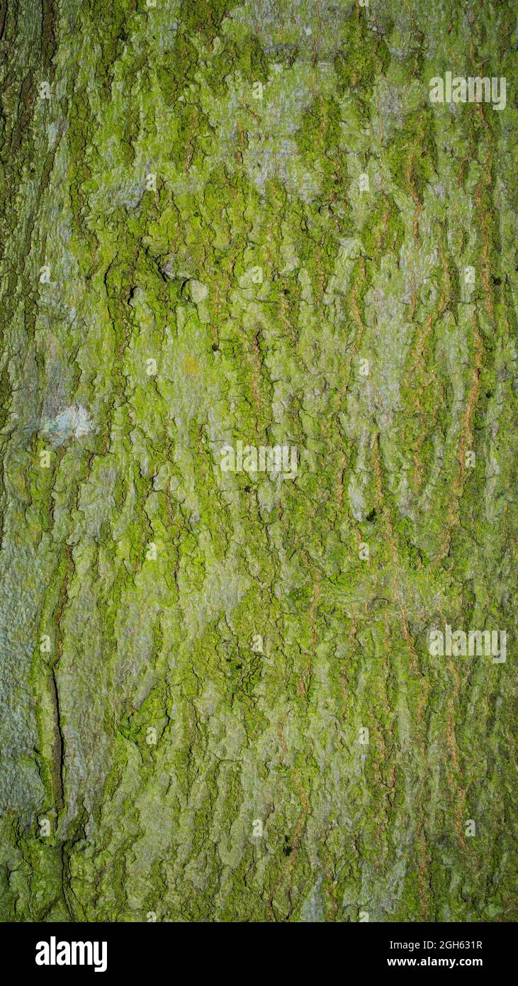 tree bark texture Stock Photo - Alamy