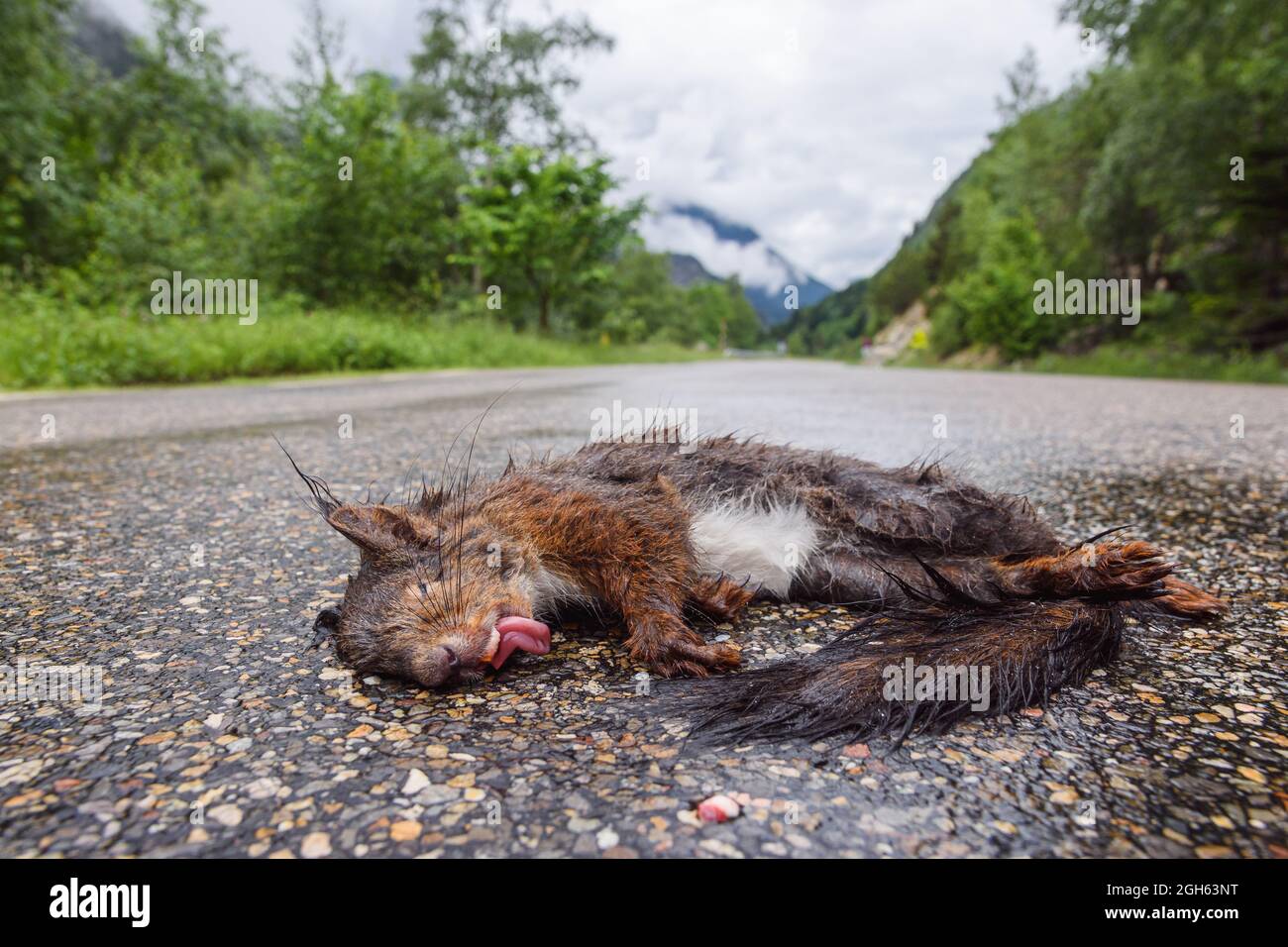 The red squirrel or Eurasian red squirrel (Sciurus vulgaris) dead on ...